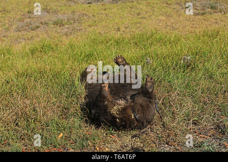 Dead Wombat in Australia Stock Photo - Alamy