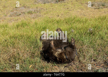 Dead Wombat in Australia Stock Photo - Alamy