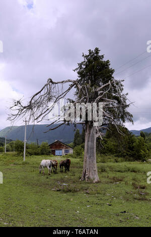 Extraordinary picturesque tree Stock Photo - Alamy