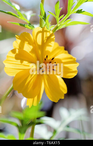 Sulfur Cosmos, Yellow Cosmos (Cosmos sulphureus Stock Photo - Alamy