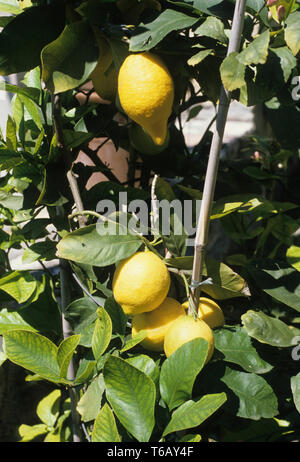 lemon trees, food, sicilia (sicily), italy Stock Photo - Alamy