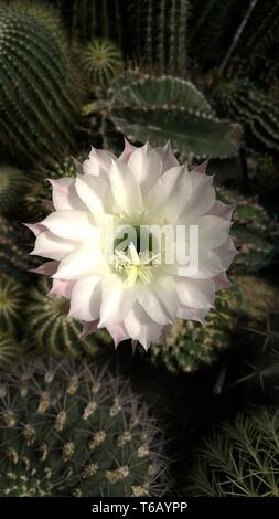 Notocactus sp, Cactaceae Stock Photo - Alamy