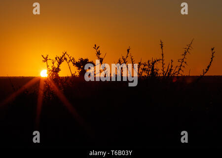 Sunset in Addo with branches of orange - Addo Landscape - Addo is a ...