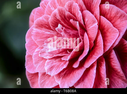 A closeup shot of blooming light pink bougainvillea flowers on a blue ...