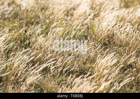 Heath meadow for backgrounds Stock Photo - Alamy