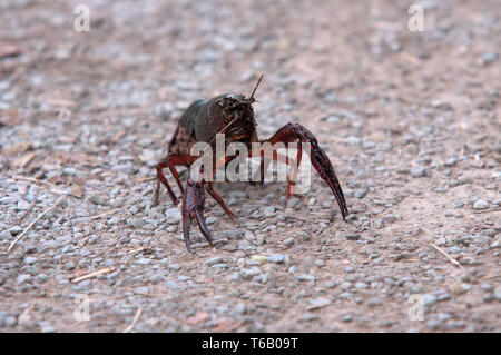 Procambarus clarkii. Crawfish with defense position, found on a road ...