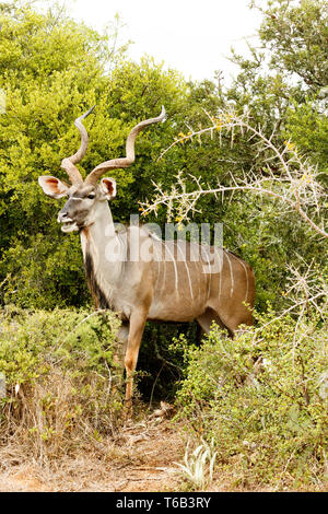 One beautiful female kudu antelope drinking water from watering hole ...