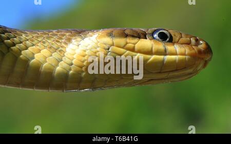 Big Aesculap Rat Snake, Zamensis longissimus, in Hand, Neckartal ...