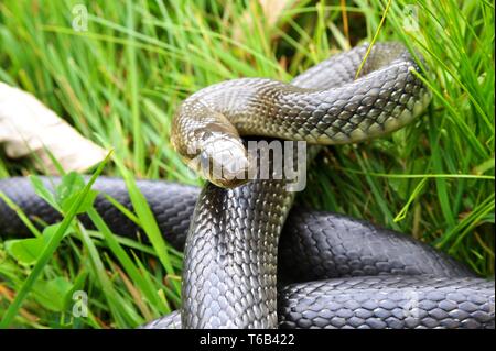 Aesculap Rat Snake, Zamensis longissimus, in Hand, Neckartal, Germany ...