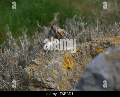 Wheatear, Oenanthe oenanthe, preening on rock in coastal grassland ...