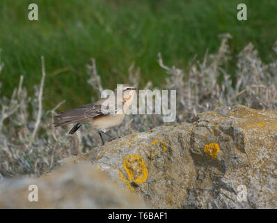 Wheatear, Oenanthe oenanthe, preening on rock in coastal grassland ...