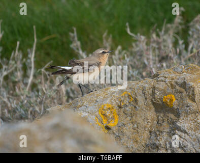 Wheatear, Oenanthe oenanthe, preening on rock in coastal grassland ...
