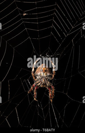 Darwin's bark spider Caerostris darwini Madagascar Stock Photo - Alamy