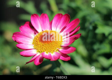 Pink Marguerite daisy or Pink marguerite flower in a plant pot in the ...