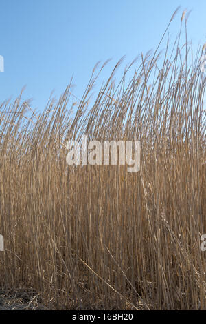 Giant Chinese reed (Miscanthus x giganteus Stock Photo - Alamy