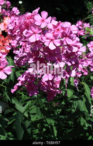 Flame Flower (Phlox Stock Photo - Alamy