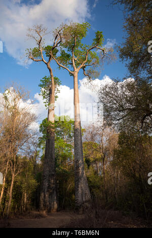 Group of trees with very old african baobab (Adansonia digitata), Baines Baobabs, Nxai Pan ...