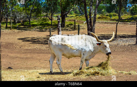 Sanga cattle (Bos taurus africanus) cows grazing under tree in semi ...