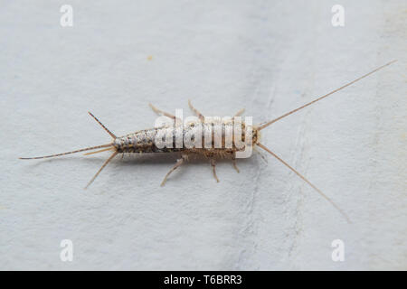 Insect feeding on paper - silverfish, thermobia. Pest books and ...