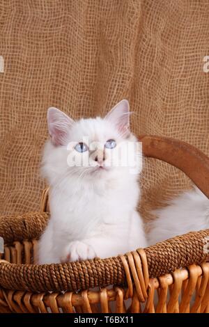 seal tortie birman Stock Photo - Alamy