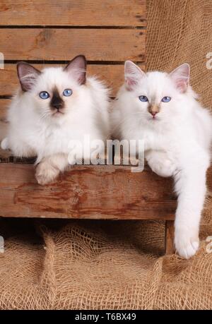 Adorable tortie Sacred Birman cat kitten, sitting up facing front ...