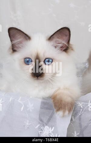tortie point birman cat portrait Stock Photo - Alamy