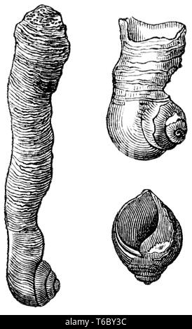 magilus magilus antiquus Stock Photo - Alamy