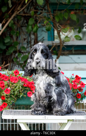 sitting English Cocker Spaniel Stock Photo - Alamy