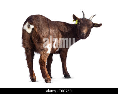Cute dark brown pygmy goat, standing backwards / side ways. Looking to ...