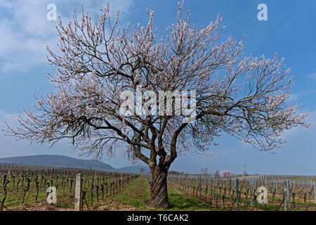 An old almond tree (Prunus dulcis) in the vineyard Stock Photo - Alamy