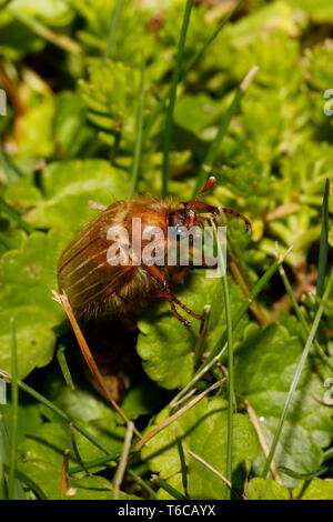 Common Cockchafer (Melolontha melolontha Stock Photo - Alamy