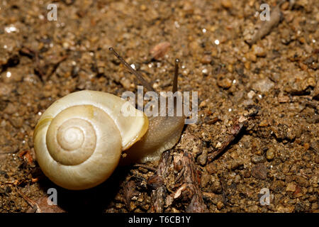 yellow small garden snail on ground Stock Photo - Alamy