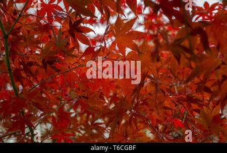 japanese maple fan Stock Photo - Alamy