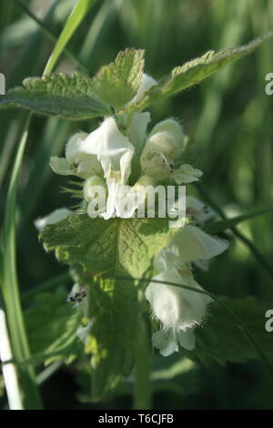 Dead-Nettle, genus Lamium, Germany Stock Photo - Alamy