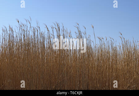 Giant Chinese reed (Miscanthus x giganteus Stock Photo - Alamy