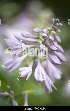 hosta flower, Hosta spp Stock Photo - Alamy