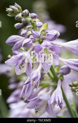 hosta flower, Hosta spp Stock Photo - Alamy