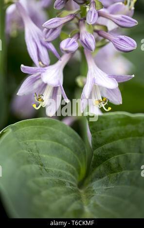hosta flower, Hosta spp Stock Photo - Alamy