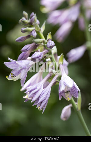 hosta flower, Hosta spp Stock Photo - Alamy