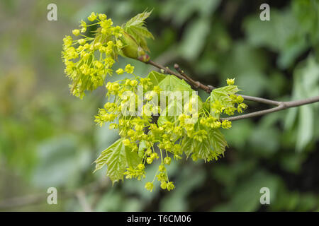Flower of the pointed acorn Stock Photo - Alamy