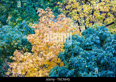 Colorful autumn trees with yellowed foliage in the autumn park. Golden ...