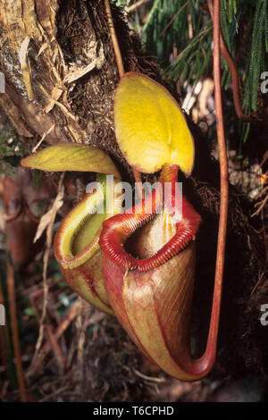 Pitcher plant, Nepenthes X Kinabaluensis, Kinabalu National Park, Sabah ...