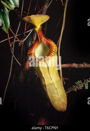 Pitcher Plant (Nepenthes edwardsiana) pitcher, Kinabalu National Park ...