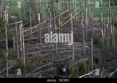 Forest destroyed by extremely high wind speed during the storm in 2017 ...