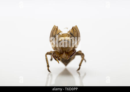 Dry cicada shell Stock Photo - Alamy