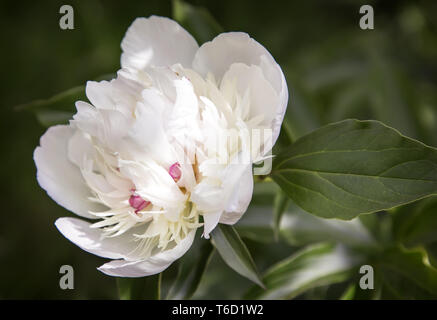 Paeonia officinalis - decorative white peony flower, medicinal plant ...