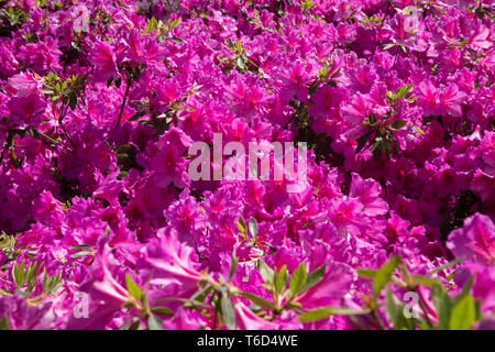 Traditional exhibition of azaleas along the Spanish Steps in Rome ...