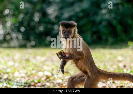 Little Capuchin Monkey. Young Sapajus apella capuchin monkey primate ...