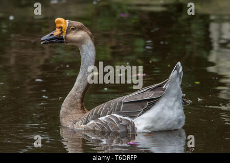 Chinese Swan Goose Anser cygnoides Stock Photo - Alamy