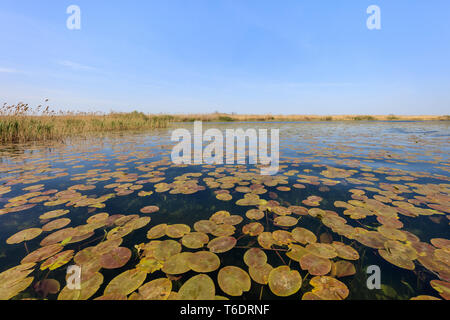 The wilderness of the danube delta Stock Photo - Alamy